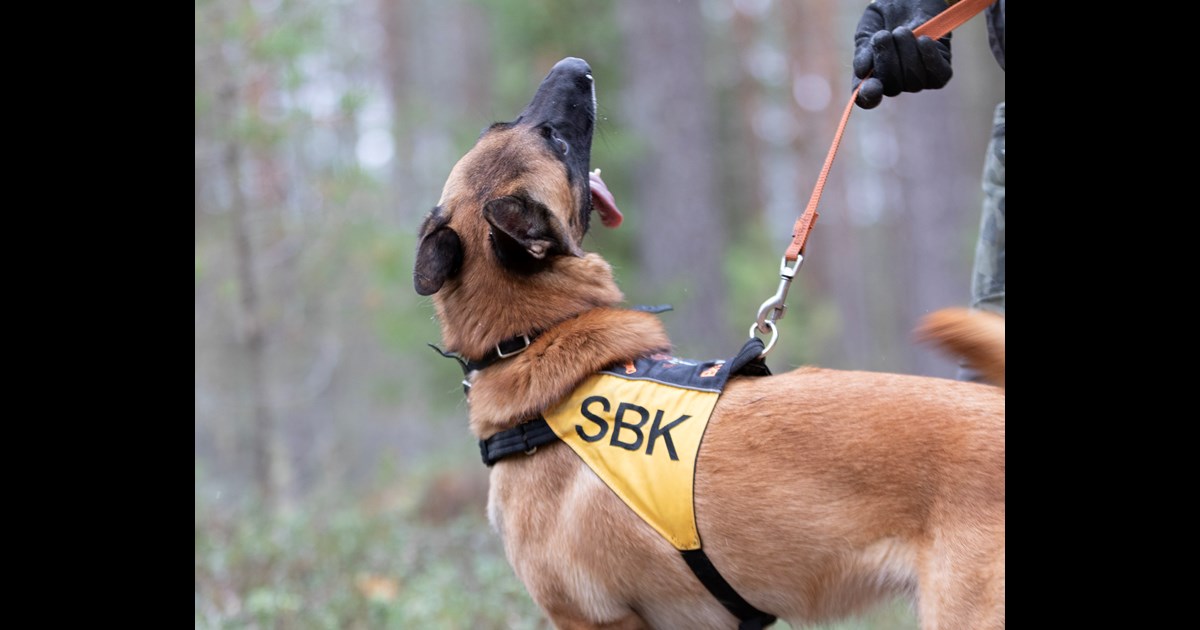 Bruksläger för nybörjare den 4-5/5 - Nedansiljans Brukshundklubb