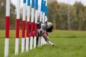Agility - Örebro Brukshundklubb