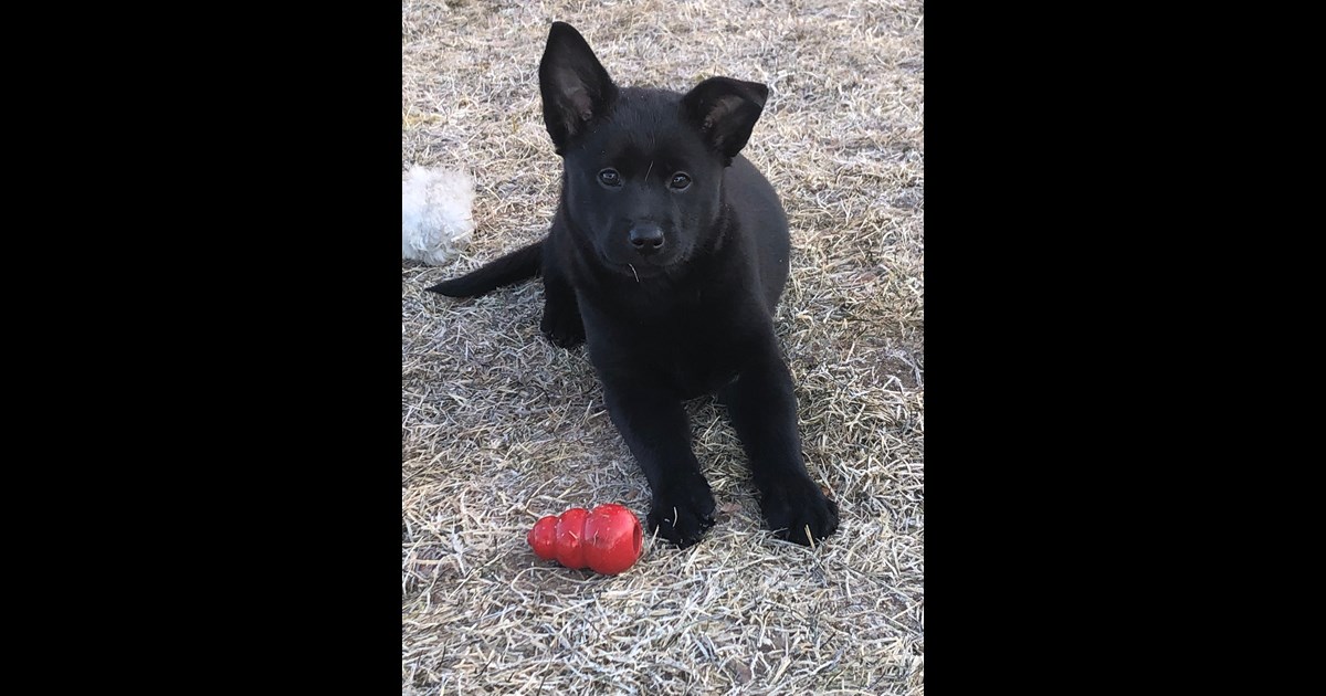 Grundkurs i specialsök - Hammarö Brukshundklubb