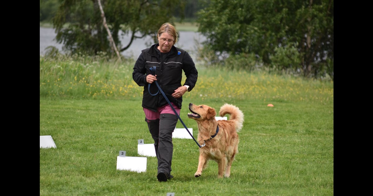 Rallylydnad - Västra Härjedalens Brukshundklubb