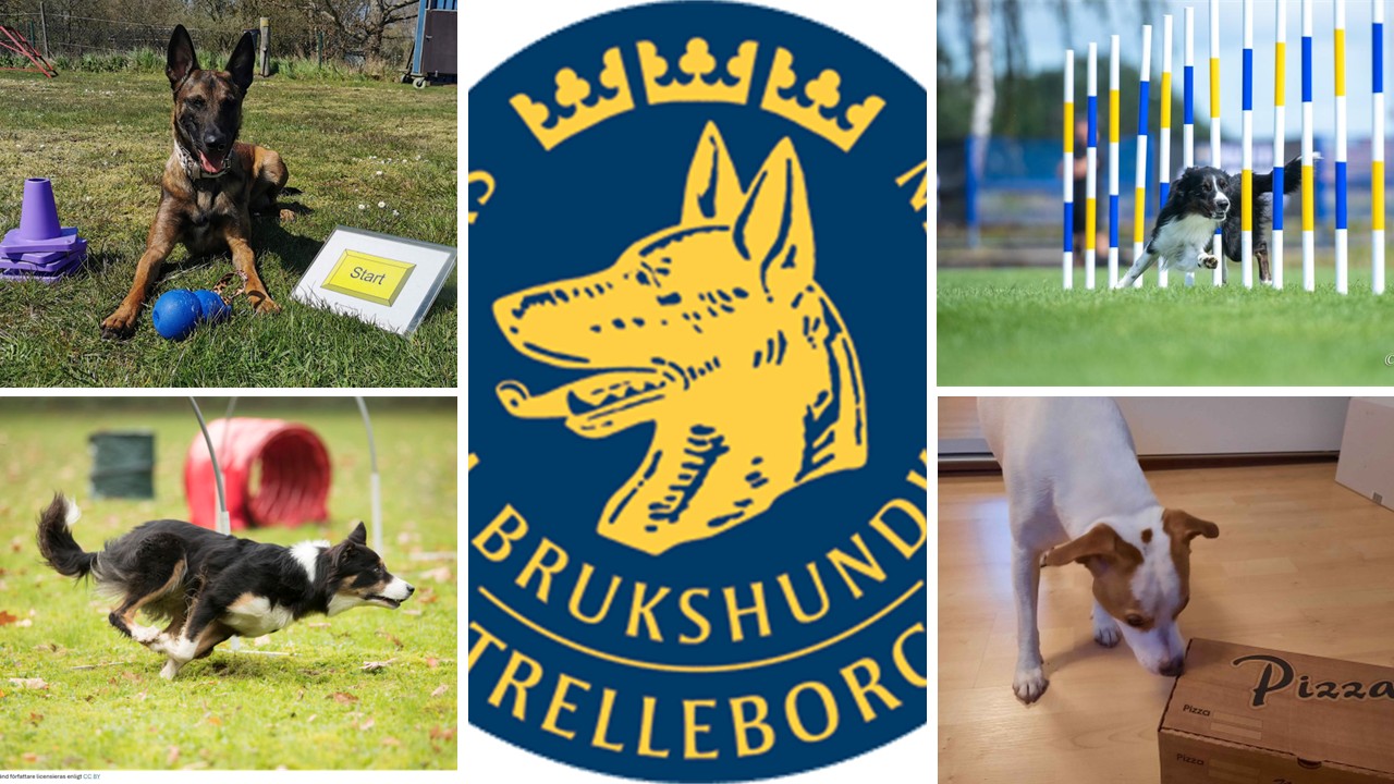 Aktiviteter öppna för anmälan - Trelleborgs Brukshundklubb
