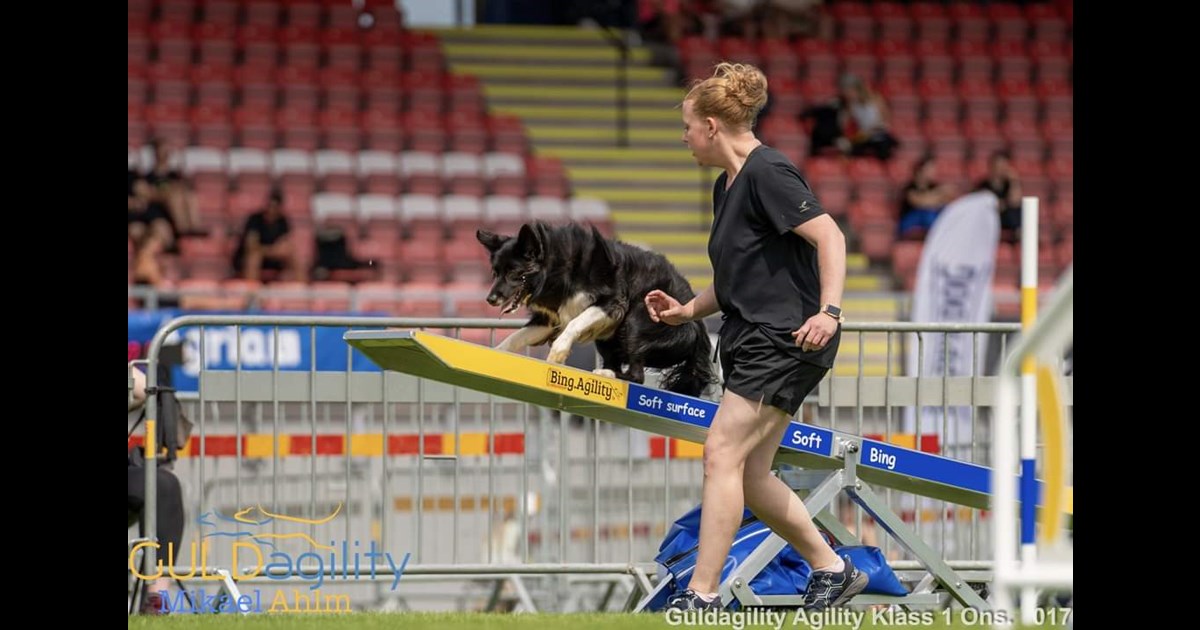 Agility - Workshop Slalom - Trelleborgs Brukshundklubb